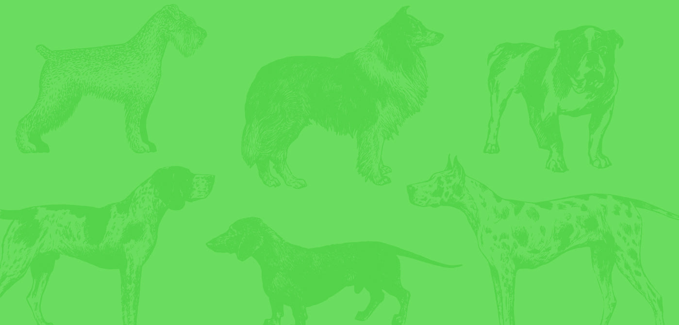 Dog – Raw Dynamic